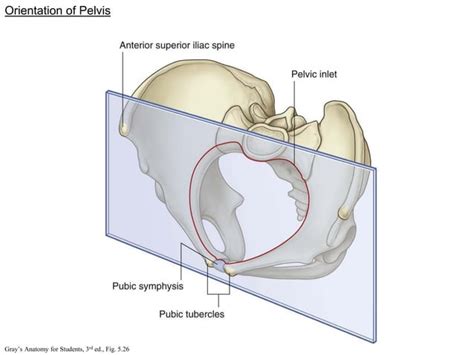 Pelvis Anatomy Lecture 1 Structure Of The Pelvic Wall 2016 Pdf