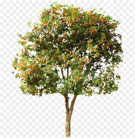 Detail Tree Png Vector Koleksi Nomer 43