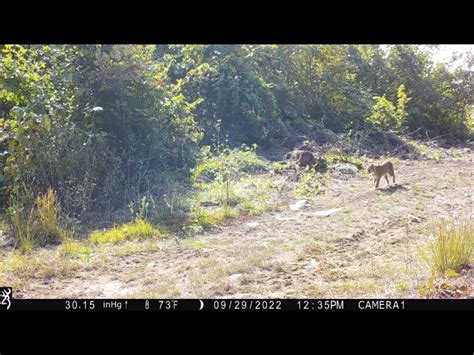 bobcat in stow sudbury valley trustees
