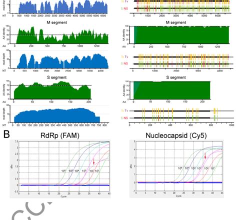 maximum likelihood reconstruction of the orthobunyavirus genus