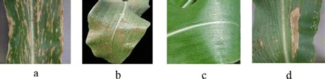 Samples Of Corn Dataset A Corn Gray Leaf Spot B Corn Common Rust