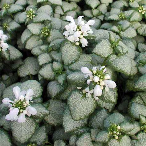Яснотка пятнистая «White Nancy» - Lamium maculatum «White Nancy»