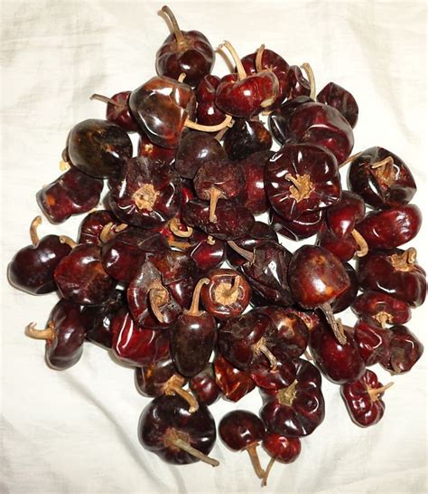 Delicious Cascabel Pepper For Flavourful Dishes Cascabella Peppers