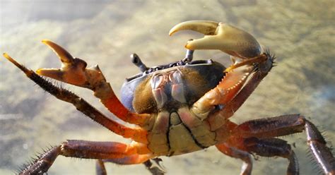 Fossil Huntress Warrior Crabs Kumis