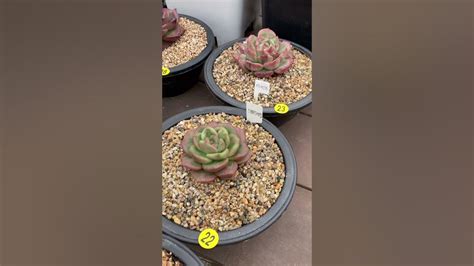 2오늘 저녁 7시30분 달콤한 총각 다육 채널에서 뵈어요다육식물succulentplants달콤한총각다육캉캉다육겨울이야기dj Doc디제이 디오씨2025