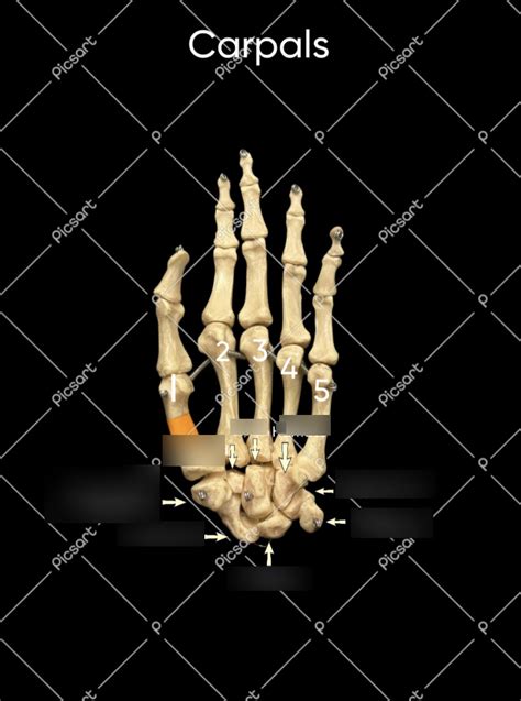 Carpals Diagram Quizlet