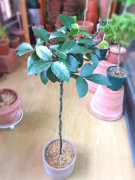 월계수 나무 4년차 키우기가지치기 네이버 블로그