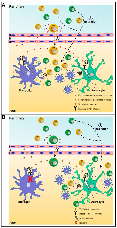 Schematic Representation Of Microglia And Astrocyte Activation By