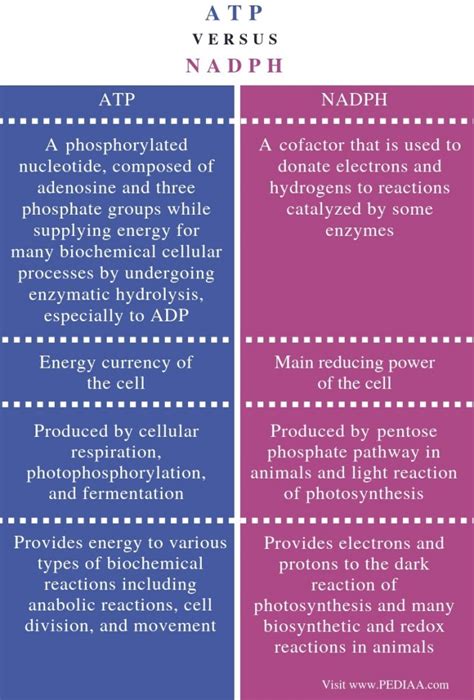 What Is The Difference Between Atp And Nadph Pediaa Com
