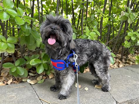 말티푸 이루다 실버말티푸가격 실버푸들가격 실버먼치킨가격 실버랙돌가격 실버브리티쉬숏헤어가격 실버스코티쉬폴드가격 실버러시안블루가격 실버강아지가격 실버고양이가격 미니비숑프리제무료