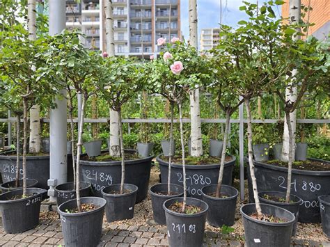 Verde ოსტინის და კორდესის დიდი ვარდები შტამზე აქციის პერიოდში ფასი 230 ლარი ასაკი 10 12 წელი