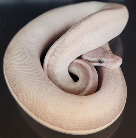 Mystic Potion Ball Python By Jdi Pythons Llc