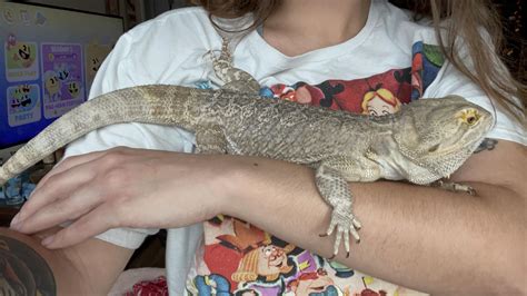 Appa 💛 Rbeardeddragons