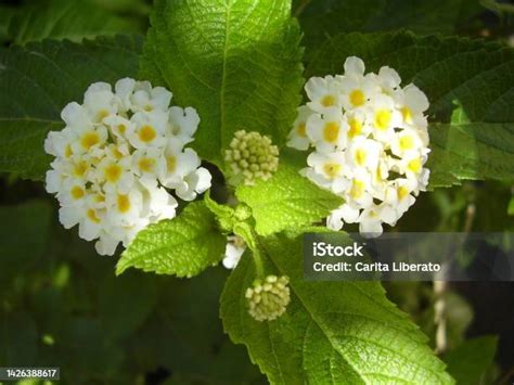 일반적인 란타나 식물 의 작은 관형 모양의 흰색과 노란색 꽃은 각각 네 개의 꽃잎을 가지고 있으며 말단 영역 줄기에 클러스터로