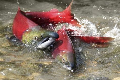 Genetically Modified Salmon You May Have Eaten It Already Diet Sage