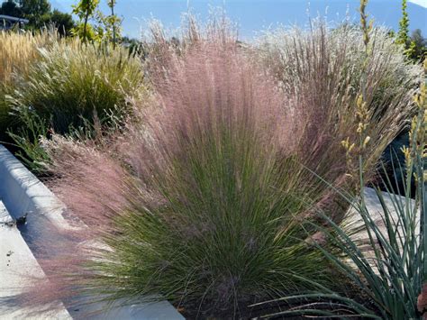 Undaunted Ruby Muhly Grass Ornamental Grass Landscape Ornamental Grasses Waterwise Landscaping