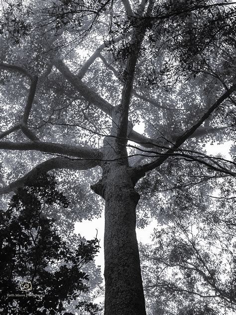Bandw Trees On Behance