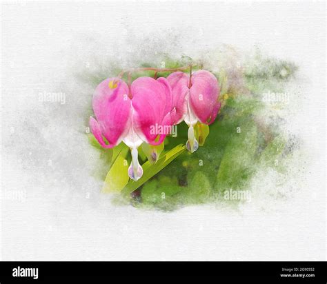 Bleeding Heart Flower Painting