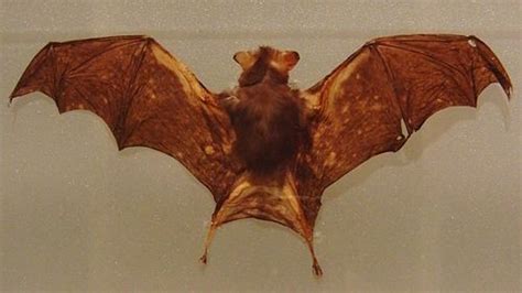 Bumblebee Bat Simple English Wikipedia The Free Encyclopedia