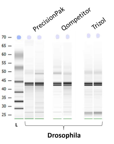 Small Organism Rna Data Comparisons Next Advance Laboratory Instruments