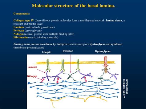 Ppt Cell Adhesion And Junctional Structures In Epithelial Cells Powerpoint Presentation Id