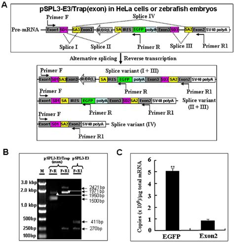 Transcriptional Analysis Of The Trapping Cassette In An Exon Of