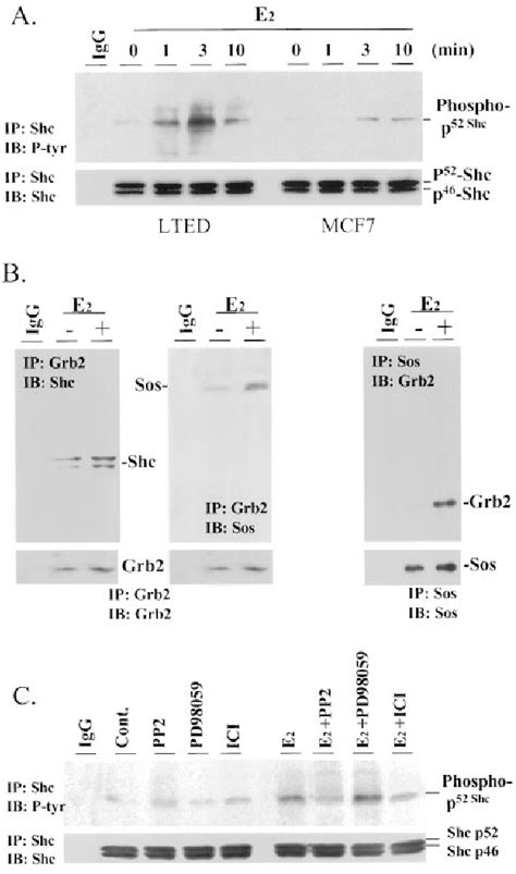 Shc Grb2 Sos Complex Semantic Scholar