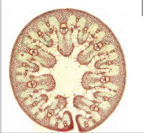 A Close Up On A Grass Cell Roddlyterrifying