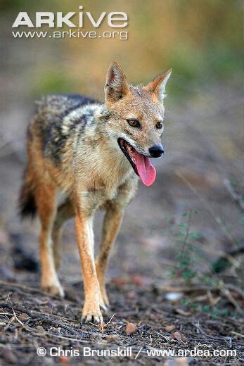 Ba Shar Dog Breed Facts Everything You Need To Know Artofit