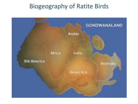 Ppt Introduction To Biogeography And Amniotes Powerpoint Presentation