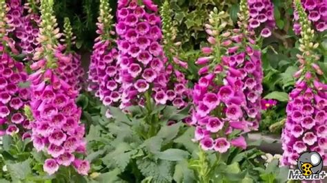 سمی ترین گل های دنیا فیلو