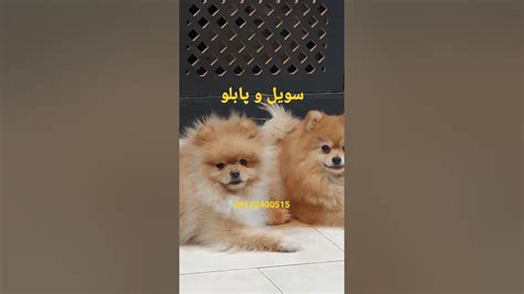 نژاد پامرانین خرسی و عروسکی 09122400515 Sitepomergroupir Youtube