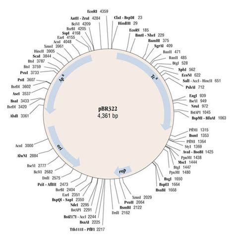 Pbr322 Vector Structure Sites Applications