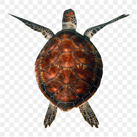 Sea Turtle Png Images Free Photos Png Stickers Wallpapers