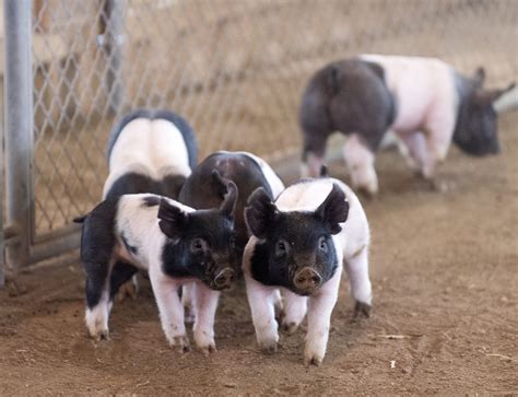 Cpp Students And Farm Animals To Star At La County Fair Polycentric