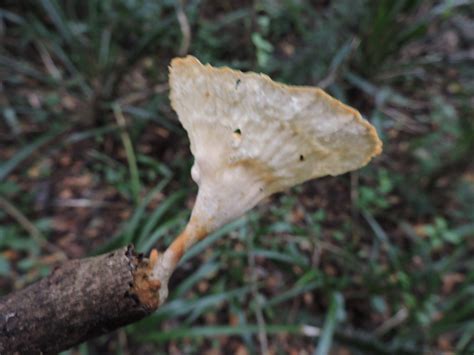 Cymatoderma Caperatum From Jurerê Internacional Florianópolis Sc Brasil On August 9 2024 At