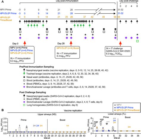 Mucosal Prime Boost Immunization With Live Murine Pneumonia Virus