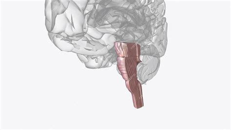 Premium Photo Brainstem Area At The Base Of The Brain That Lies Between The Deep Structures Of
