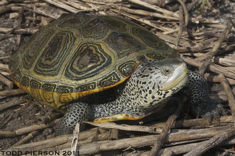 Diamondback Terrapin Turtle