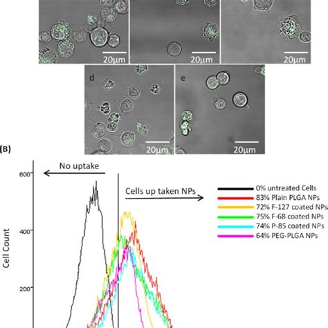 Cellular Uptake Of A Plain B F 127 Coated C F 68 Coated D