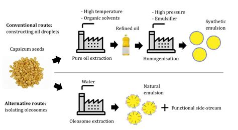 Oleosome Oleosomes Oilextraction Lipids Lipidextraction