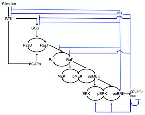 Various Negative Feedback Loops Superimposed Onto The Erkmapk