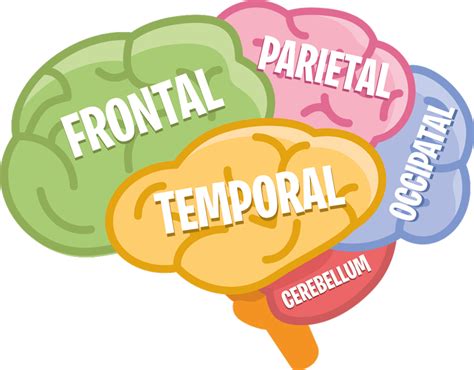 Brain Anatomy Science Stickers