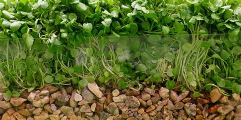 What Is Watercress And What Does It Taste Like A Guide To Growing