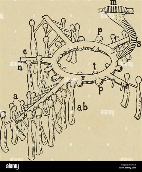 Elements Of Comparative Zoology Zoology Echinoderms 275 The