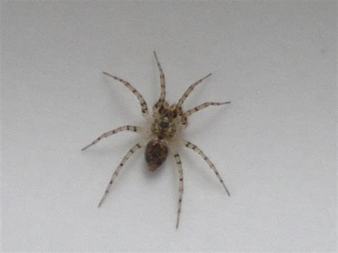 Piccolo Ragno Nel Lavandino Oecobius Sp Natura Mediterraneo Forum
