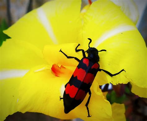 Insecte Nature Fleur Photo Gratuite Sur Pixabay Pixabay