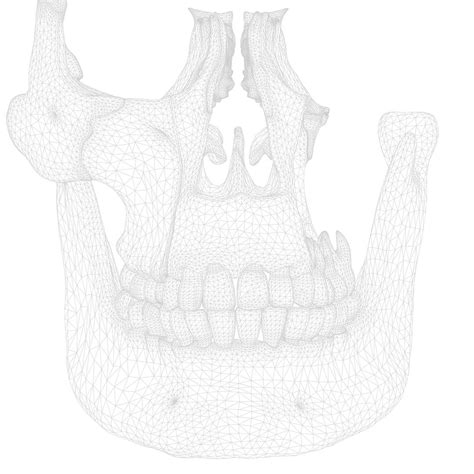 Tooth Structure Bone Anatomy 3d Model