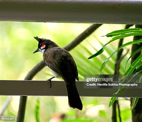 Robin Building Nest Photos And Premium High Res Pictures Getty Images