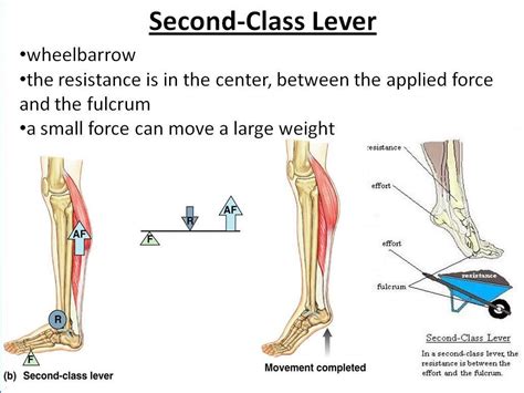 Examples Of Second Class Levers In The Human Body